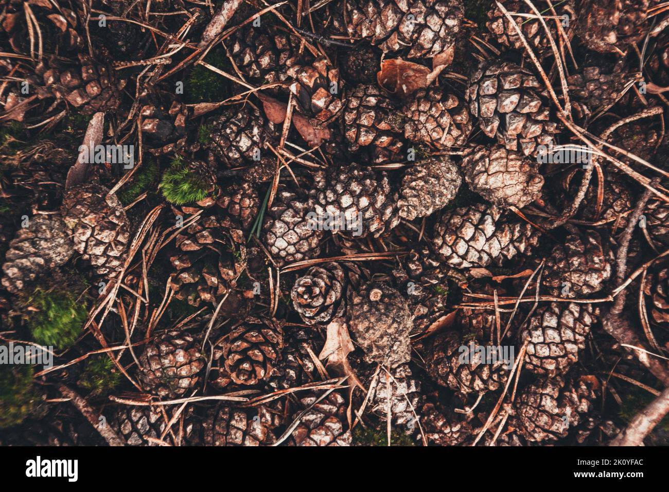 Trees scattered on ground hi-res stock photography and images - Alamy