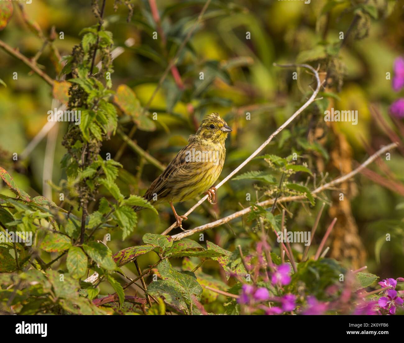 Yellowhammer captured with canon r5 hi-res stock photography and images ...