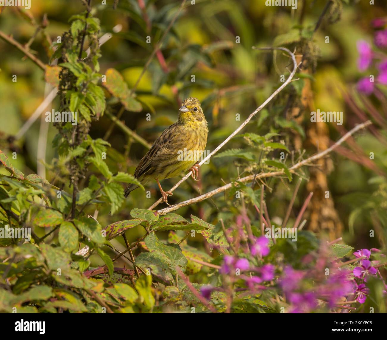 Yellowhammer captured with canon r5 hi-res stock photography and images ...