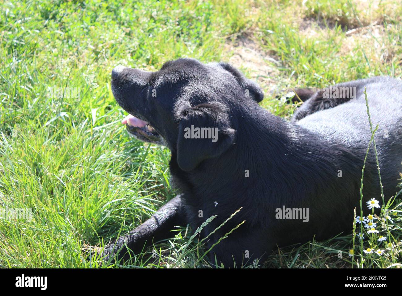 Labrador Retriever. Black dog. Animal photo. Mammal. Relaxing Pet ...