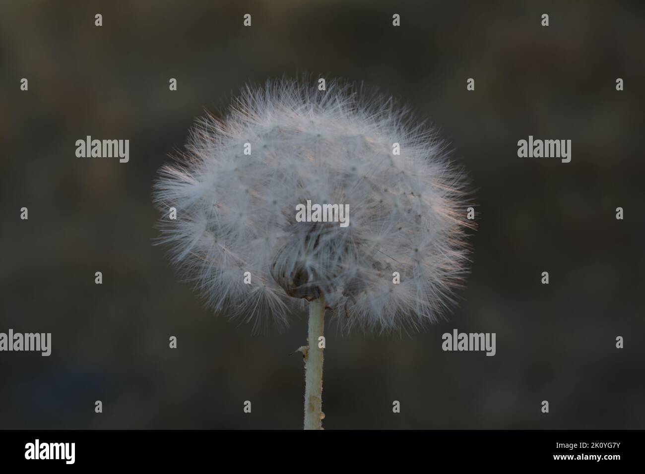 Dandelion bird hi-res stock photography and images - Alamy
