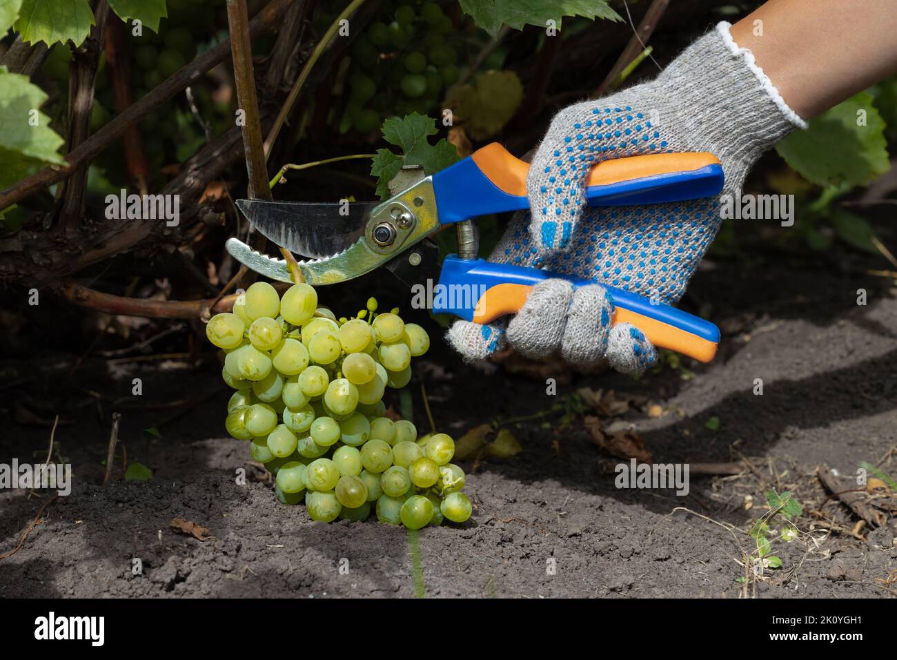 pruner cuts a bunch of grapes from a branch. scissor cut a bunch of ...