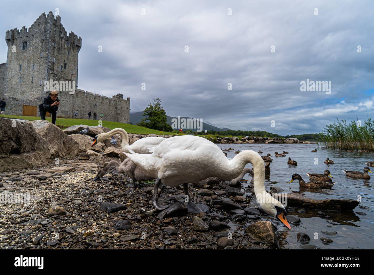 Most beautifull view in Ireland, swans with babies combined with ...