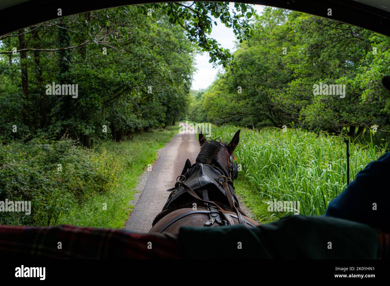 Killarney National Park with a scenic tour from Killarney Jaunting Cars ...