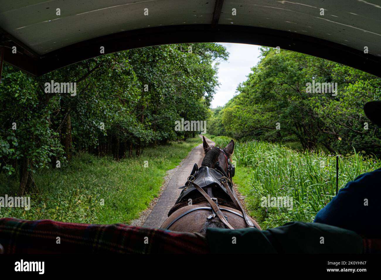 Killarney National Park with a scenic tour from Killarney Jaunting Cars ...