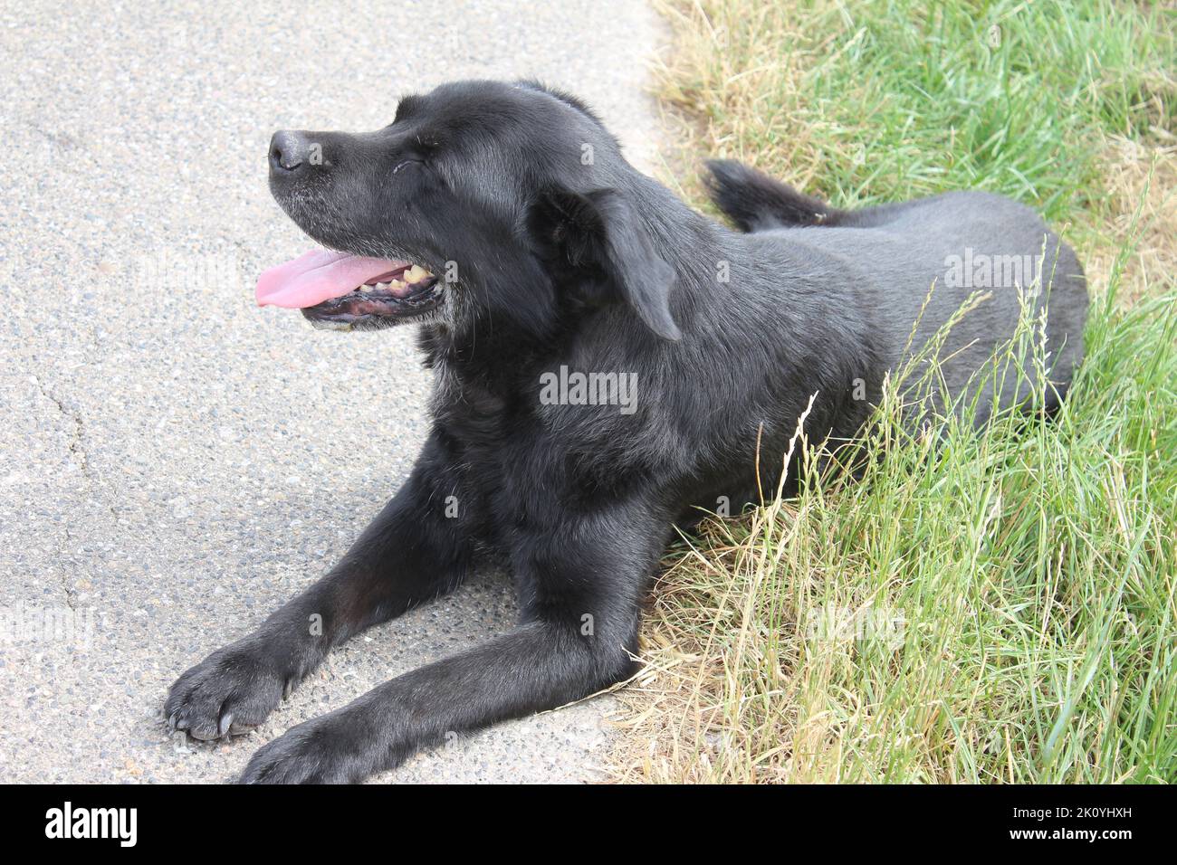 Labrador Retriever. Black dog. Animal photo. Mammal close-up. Pet ...