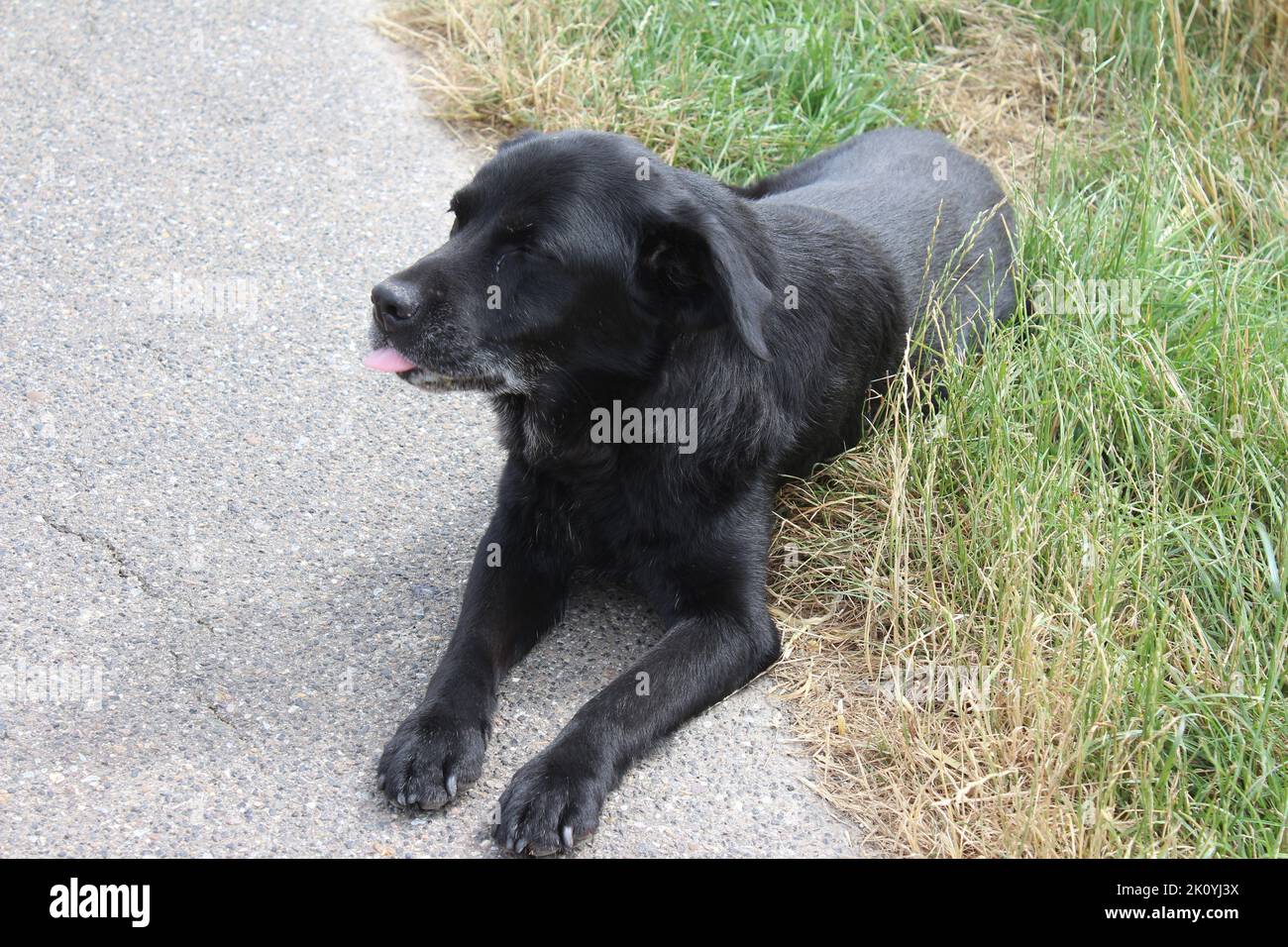 Labrador Retriever. Black dog. Animal photo. Mammal close-up. Pet ...