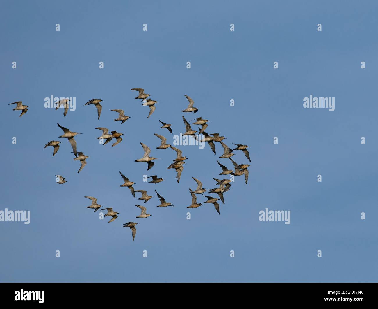 Red knot, Calidris canutus, group of birds in flight, with other waders ...