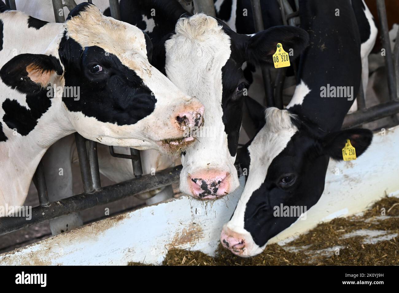PRODUCTION - 12 September 2022, Hessen, Homberg (Efze): Cows feeding in ...