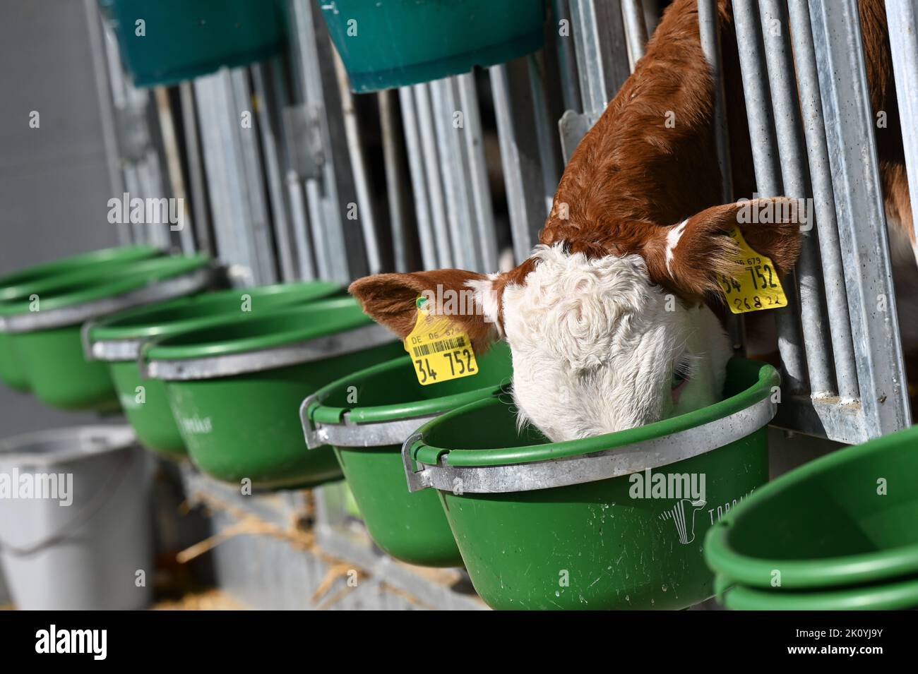 PRODUCTION - 12 September 2022, Hessen, Homberg (Efze): A baby calf ...