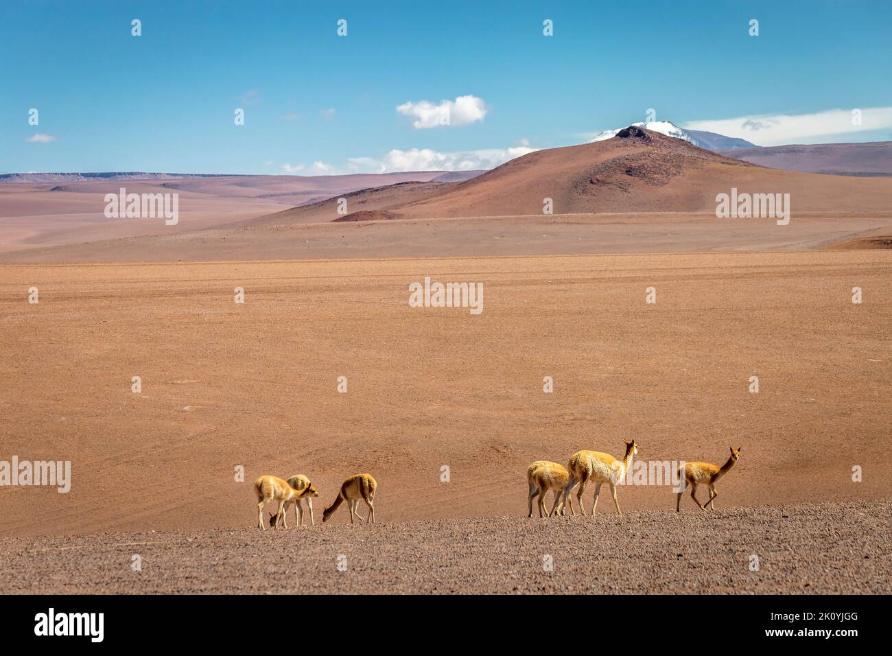 Group of guanaco Vicuna in the wild of Atacama Desert, Andes altiplano ...