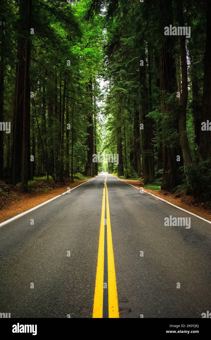 An asphalt road in the middle of tall trees Stock Photo - Alamy