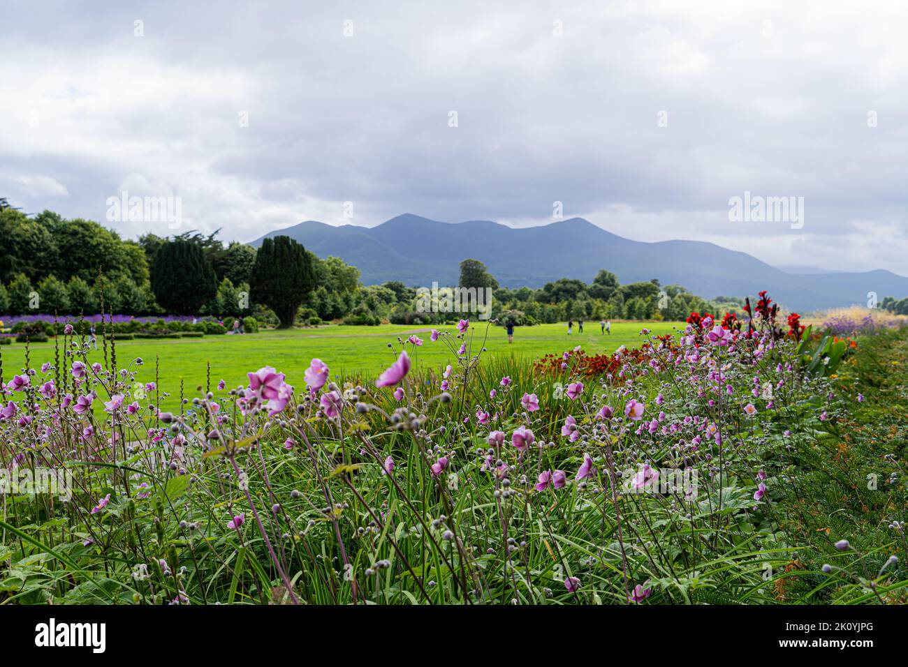 Landscape in Ireland, authentic colourfull flowers growing in ireland ...