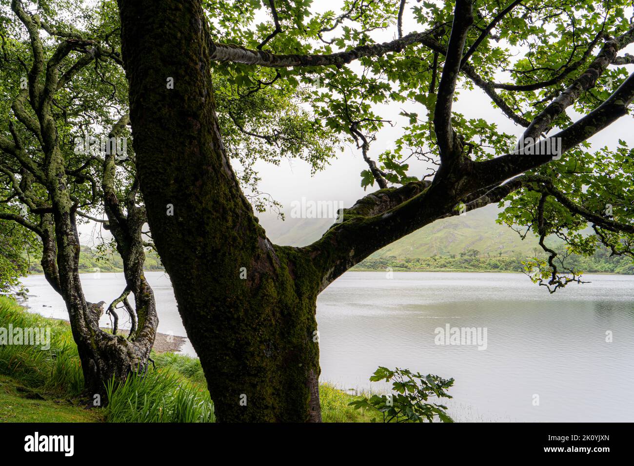 Pollacappul Lough is a lake in County Galway. Pollacappul Lough is ...