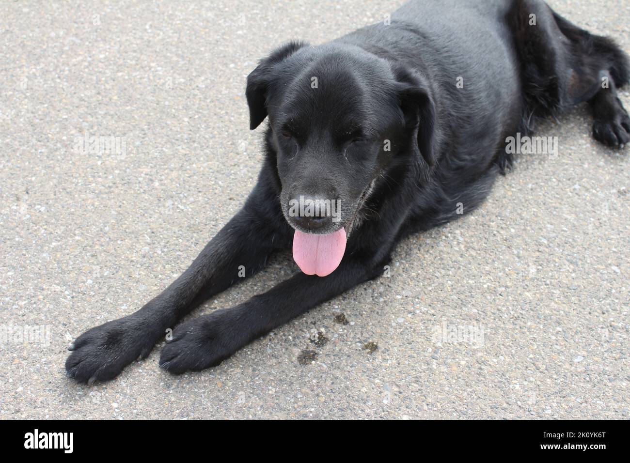 Labrador Retriever. Black dog. Animal photo. Mammal close-up. Pet ...