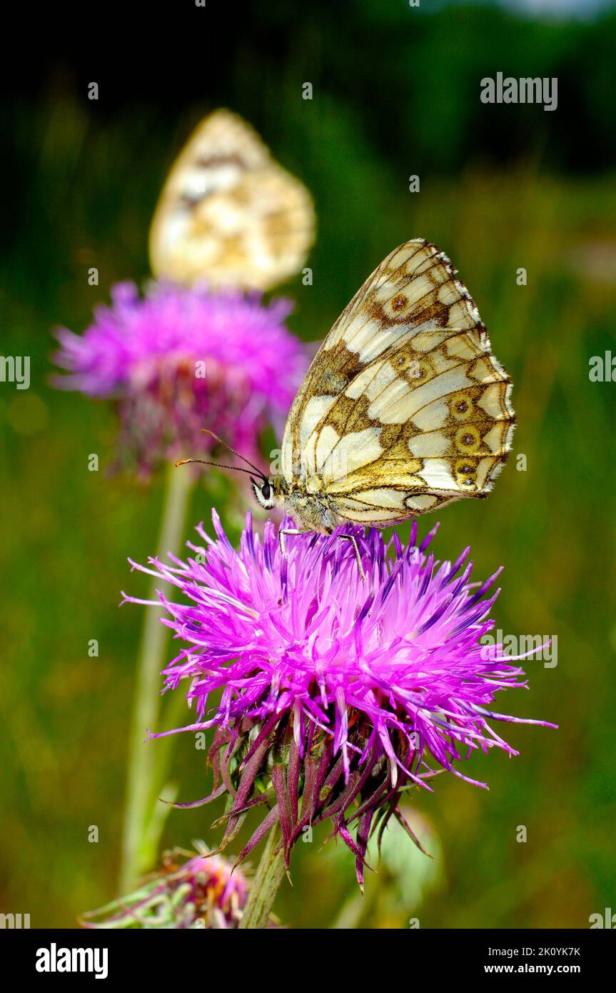 Europe, Ukraine, Kharkiv region, Kharkiv, butterfly, butterflies ...