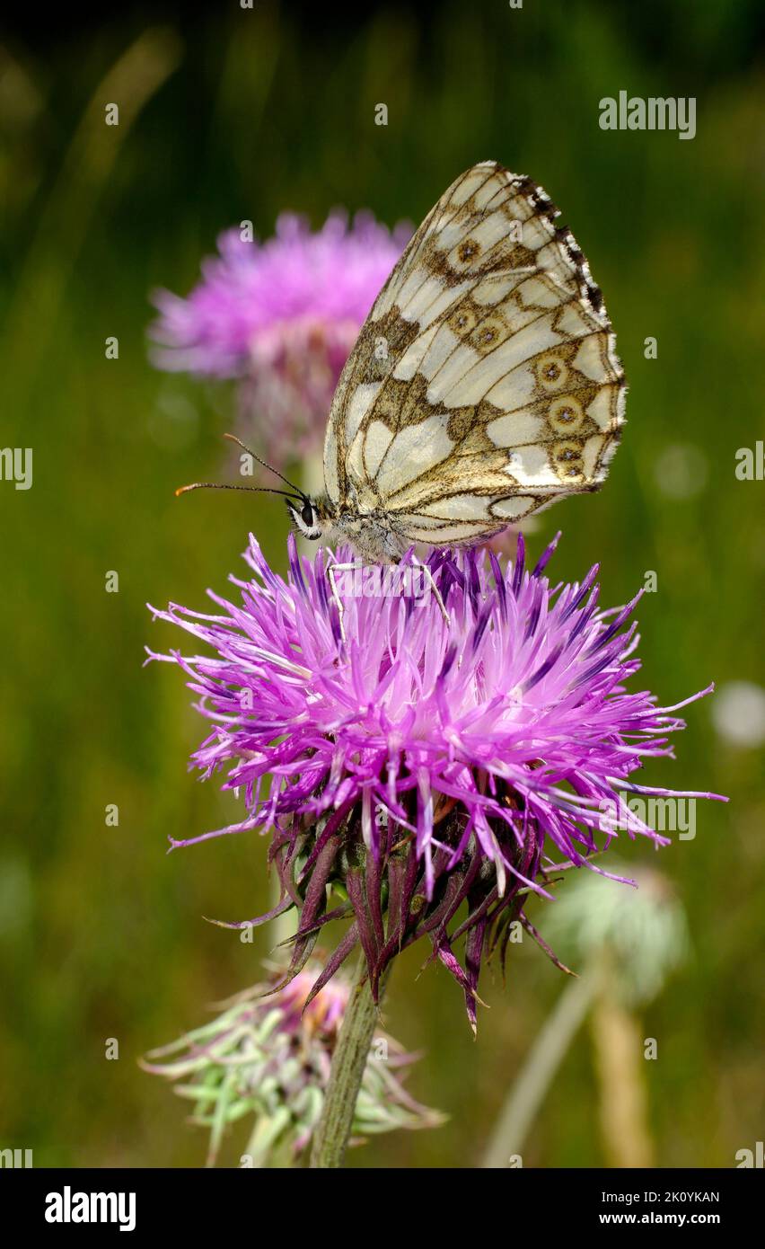 Europe, Ukraine, Kharkiv region, Kharkiv, butterfly, butterflies ...