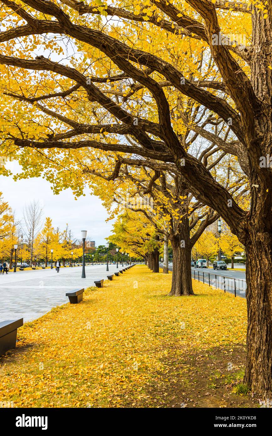 Ginkgo Tree-lined Street in Autumn Stock Photo - Alamy