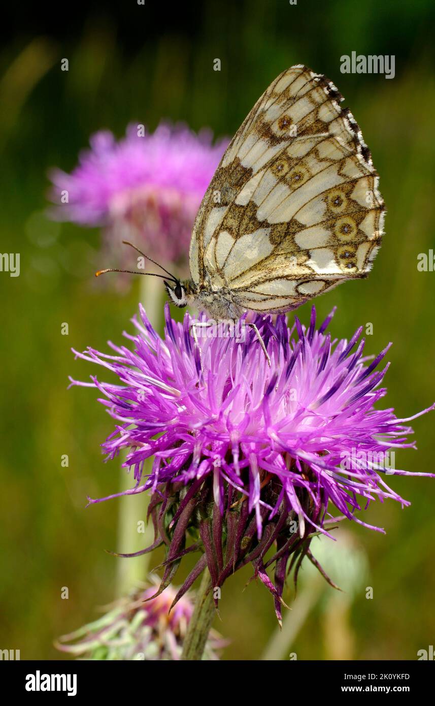 Europe, Ukraine, Kharkiv region, Kharkiv, butterfly, butterflies ...