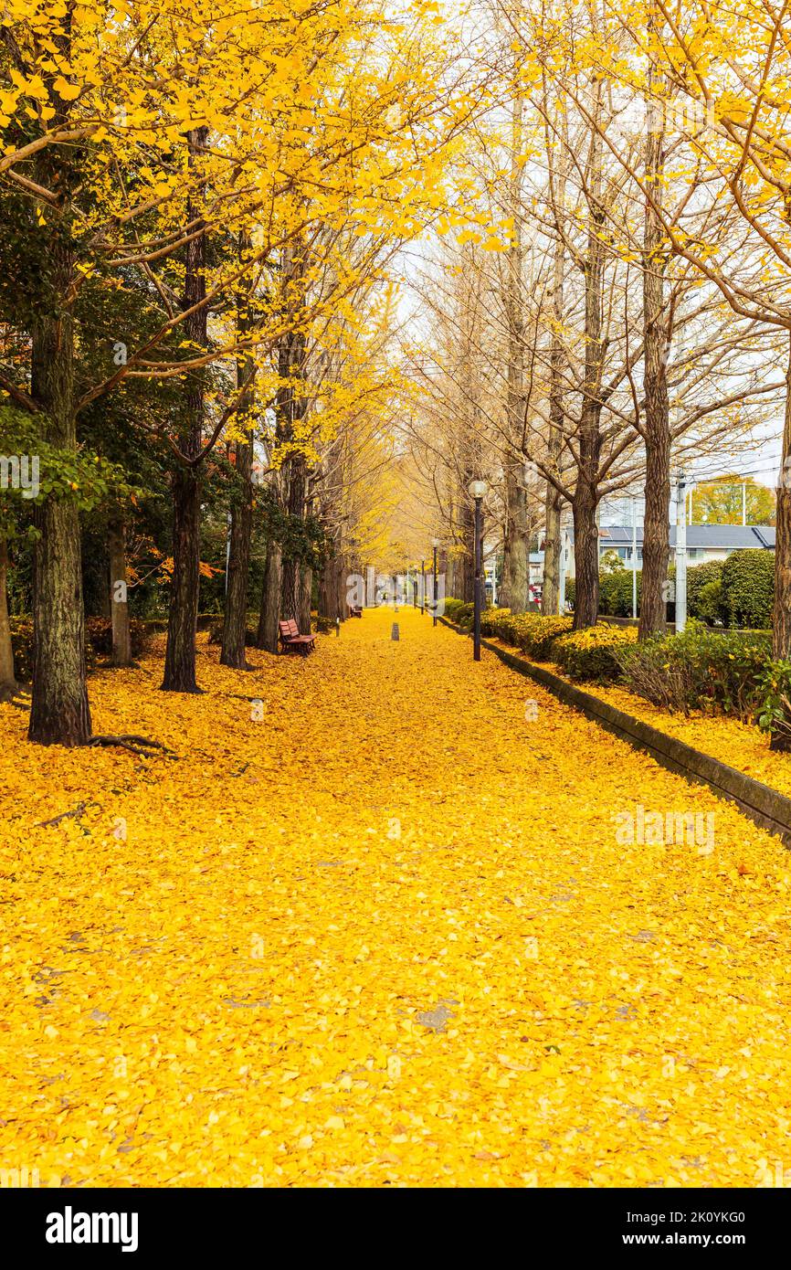 Motoimaizumi hi-res stock photography and images - Alamy