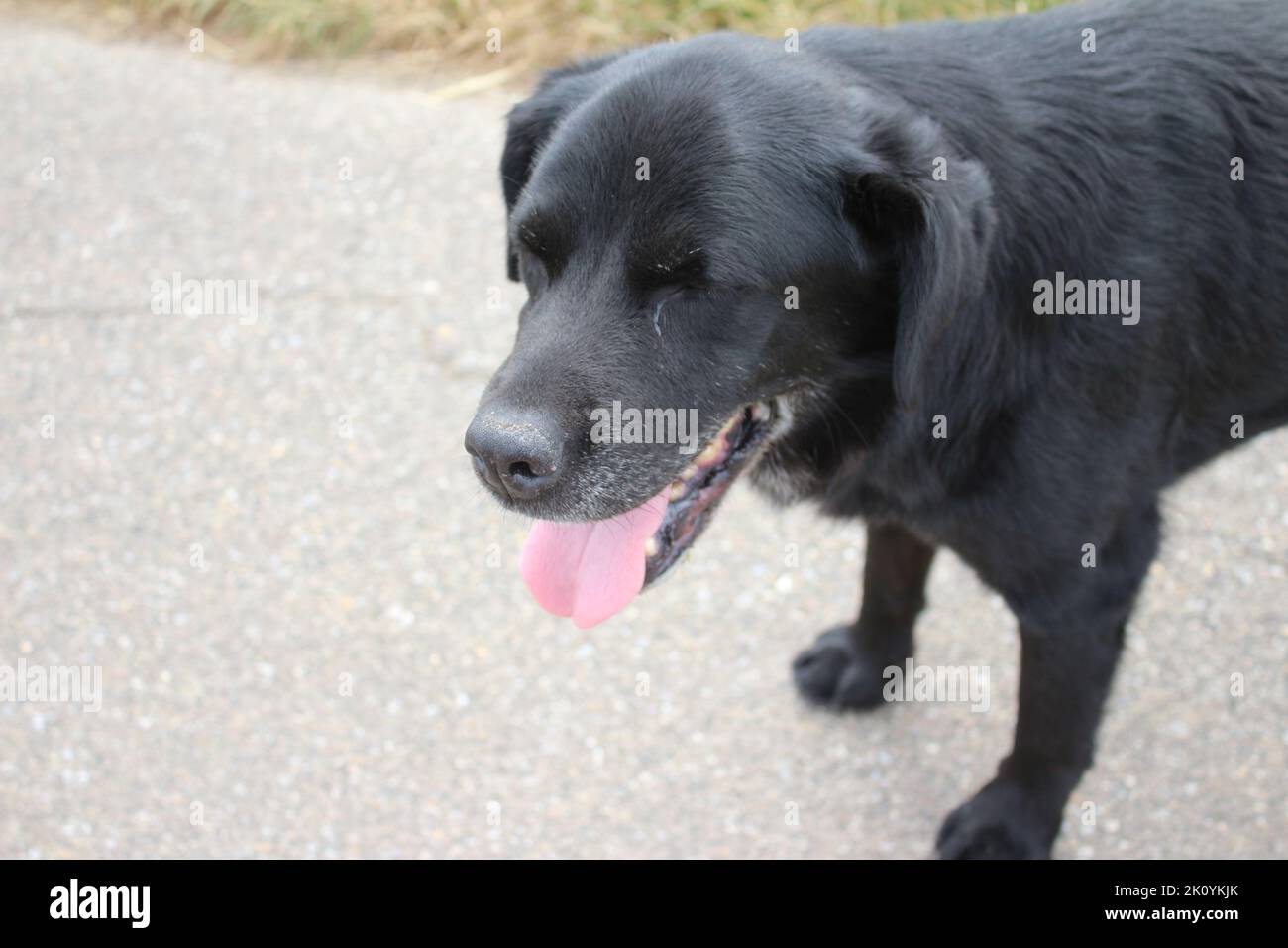 Labrador Retriever. Black dog. Animal photo. Mammal close-up. Pet ...