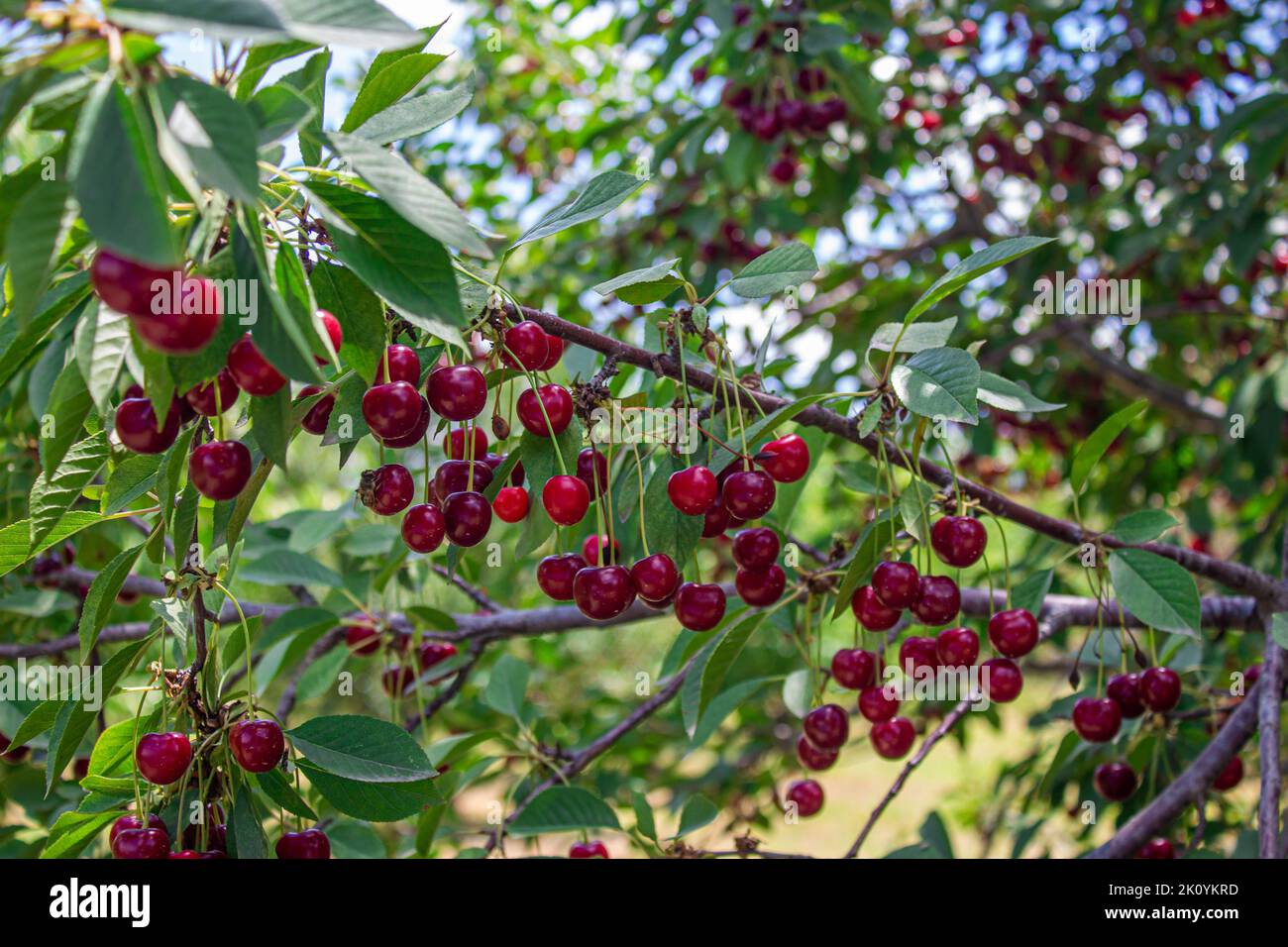Sour cherry on tree. Agriculture and harvesting concept. Growing fruit ...