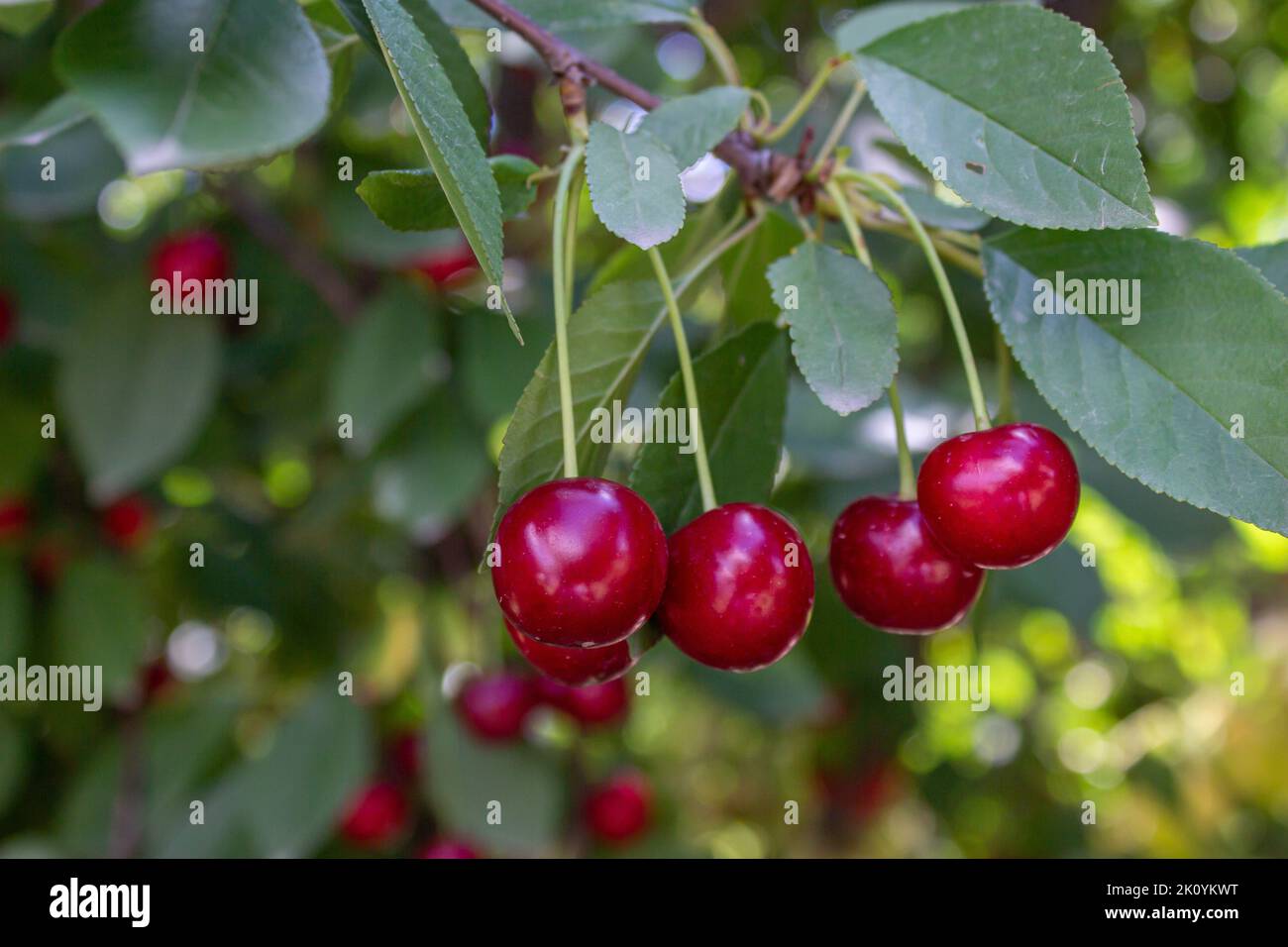 Red sour cherry tree branch hi-res stock photography and images - Alamy