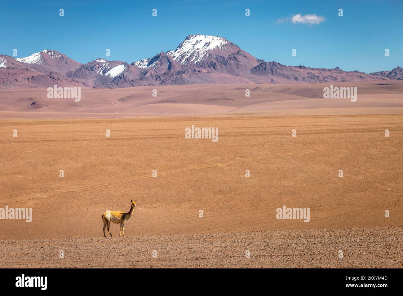 Vicuña in atacama desert hi-res stock photography and images - Alamy