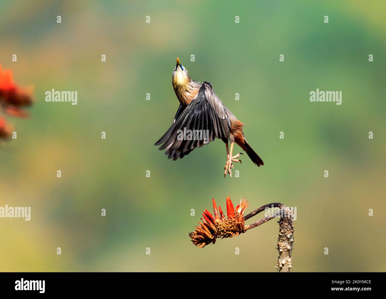 Birds Jump from Flower Stock Photo - Alamy