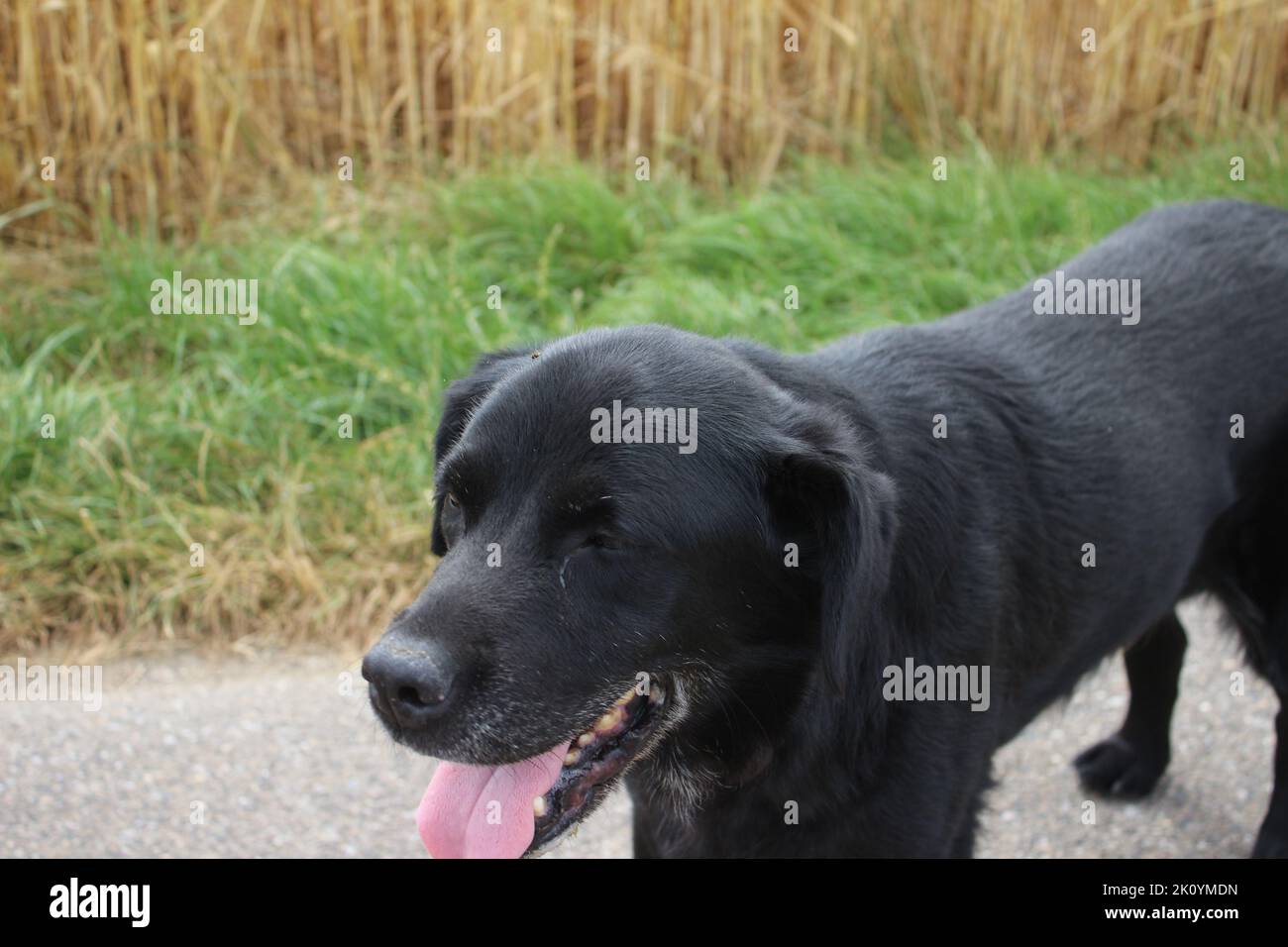 Black Labrador Retriever photography. Pet in the Nature. Daylight ...