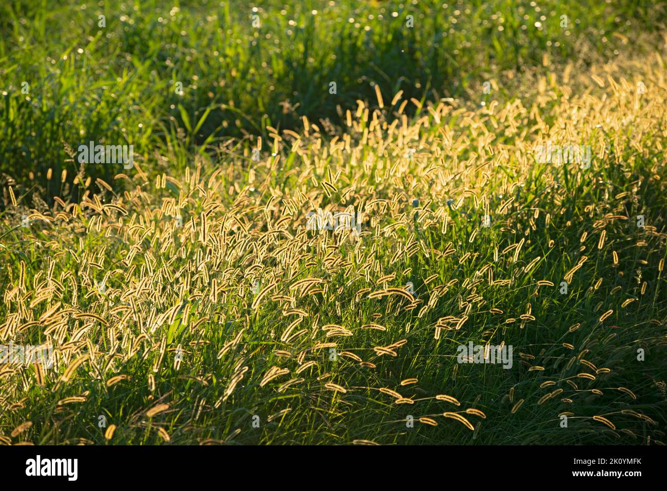 Italy, Lombardy, Setaria Pumila, Yellow Foxtail Stock Photo - Alamy