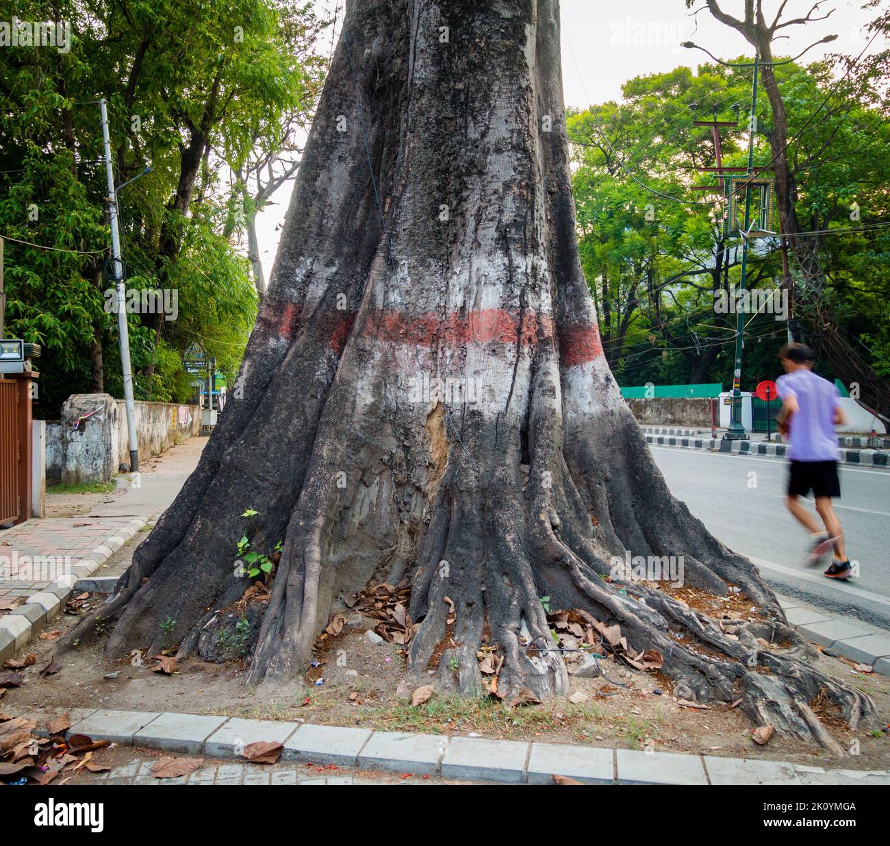 April 13th 2022, Dehradun City Uttarakhand India. A large tree trunk ...