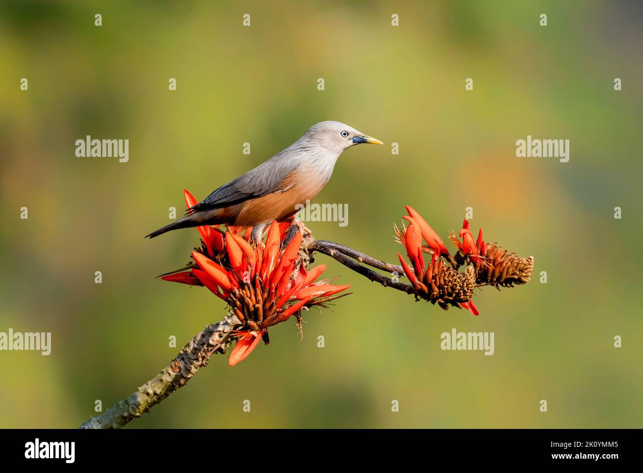 Birds With Flower Stock Photo - Alamy