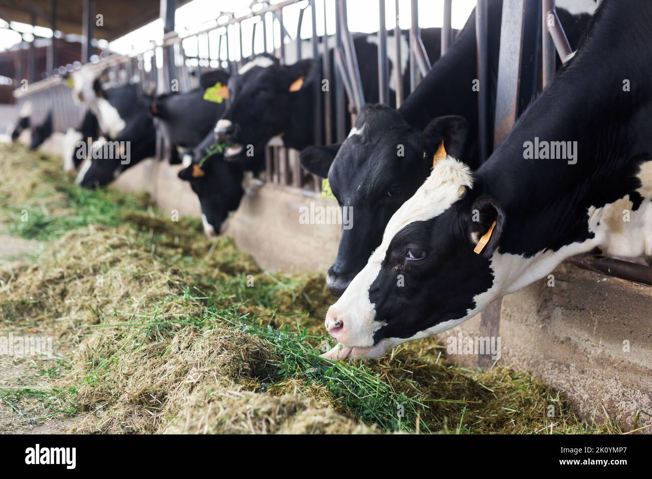 Adult cows hi-res stock photography and images - Alamy