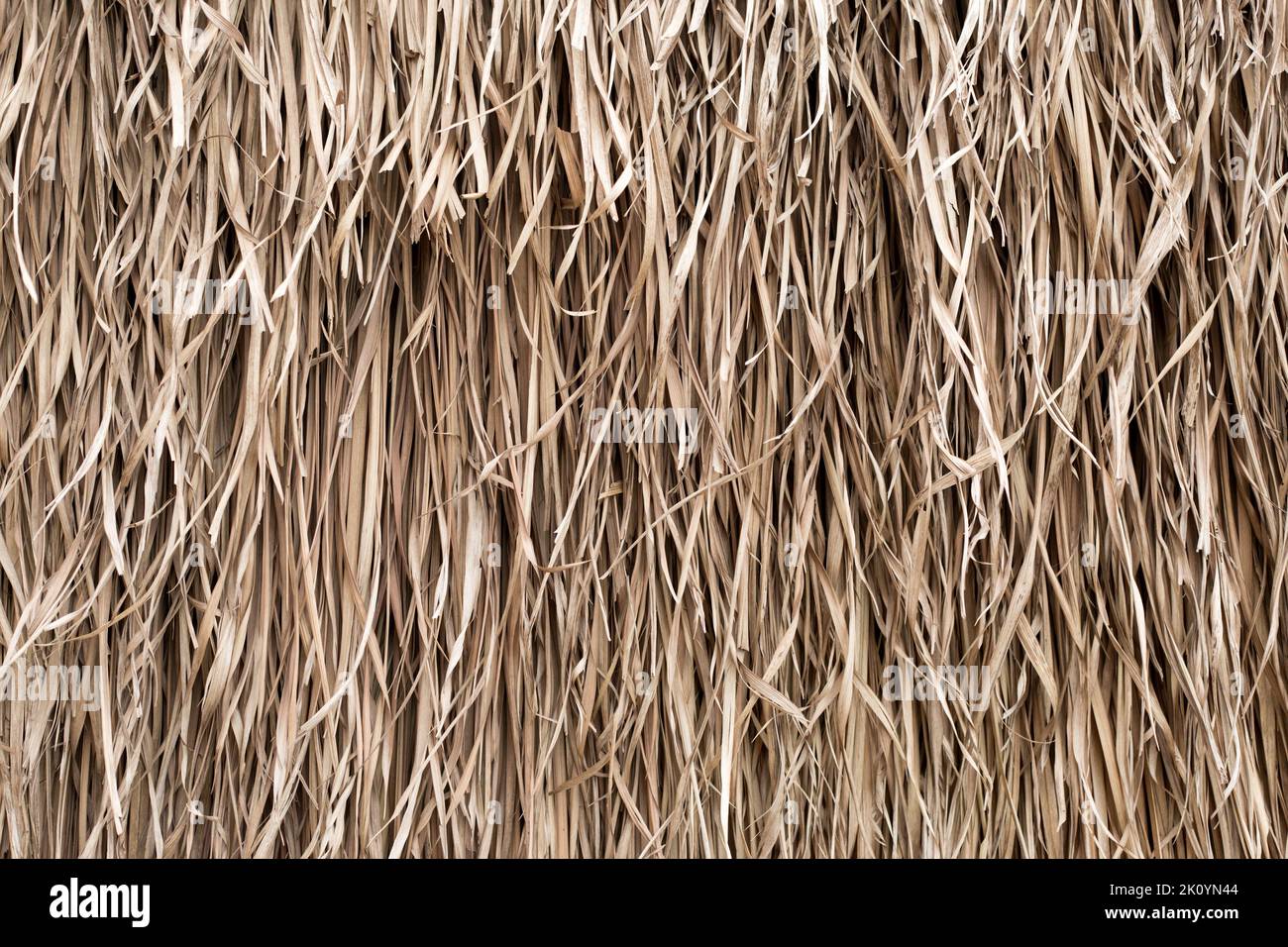 Straw texture. Tropic roof summer background Stock Photo - Alamy