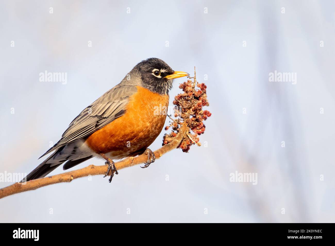 American robin cute bird hi-res stock photography and images - Alamy