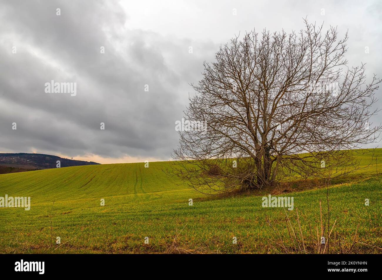 Big alone tree hi-res stock photography and images - Alamy