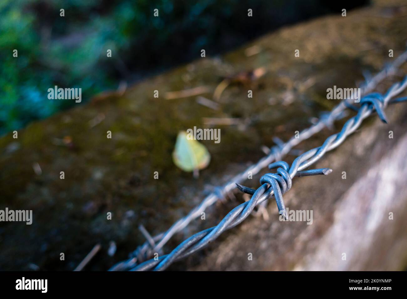 A close up shot of a barbed wire with out of focus background. Dehradun ...