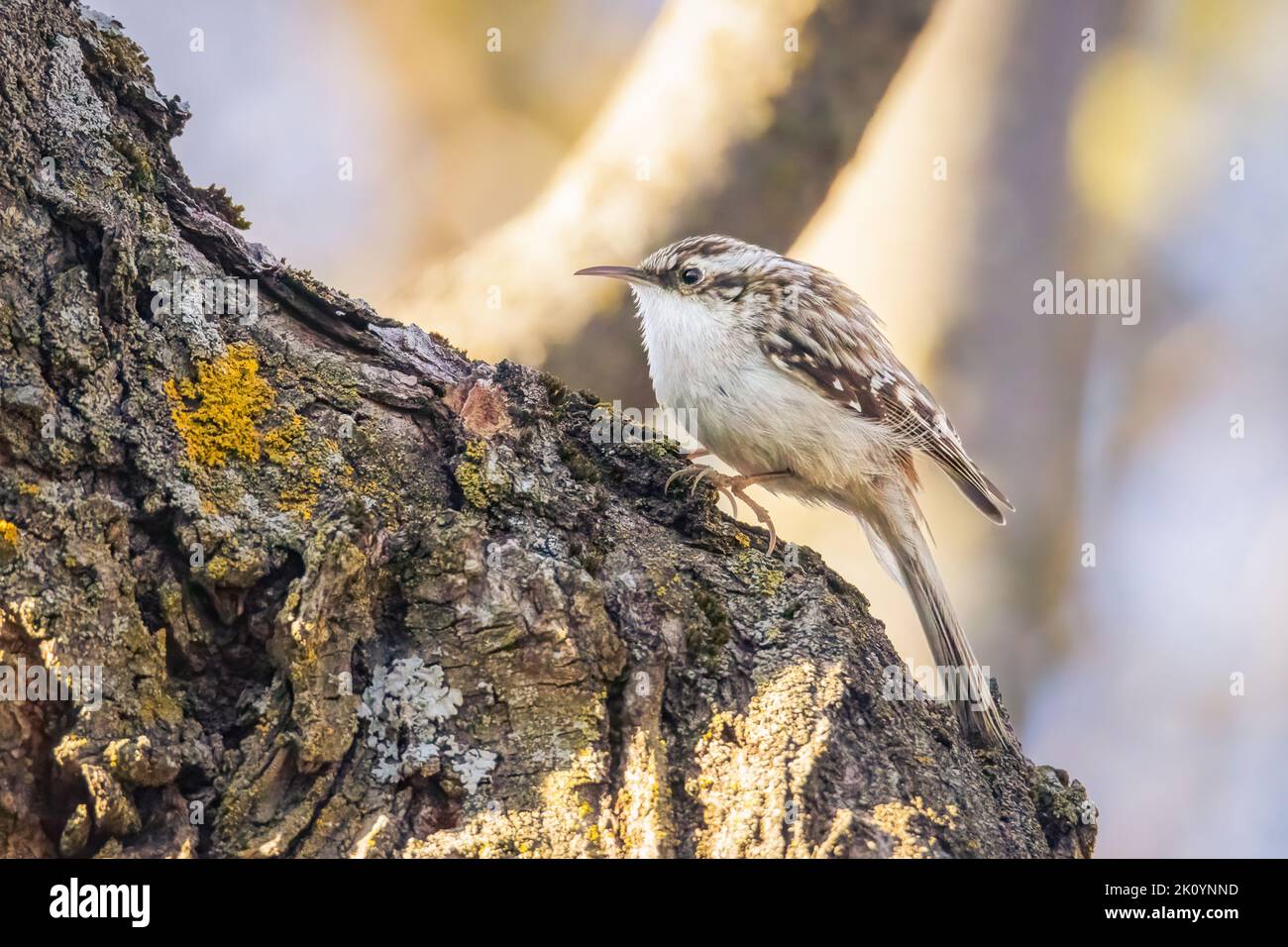 Small brown creeper looking for food on a maple tree on a spring ...