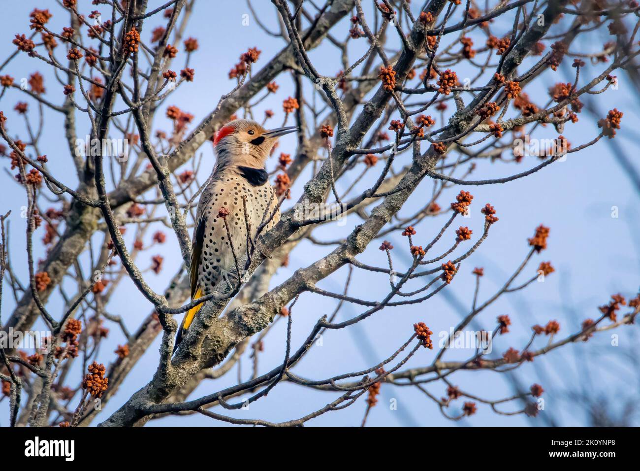 Northern flicker bird hi-res stock photography and images - Alamy