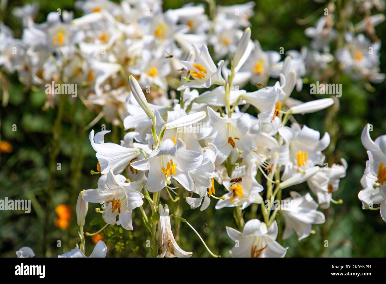 Many beautiful white lily (lilium) in summer flower garden. Gentle ...