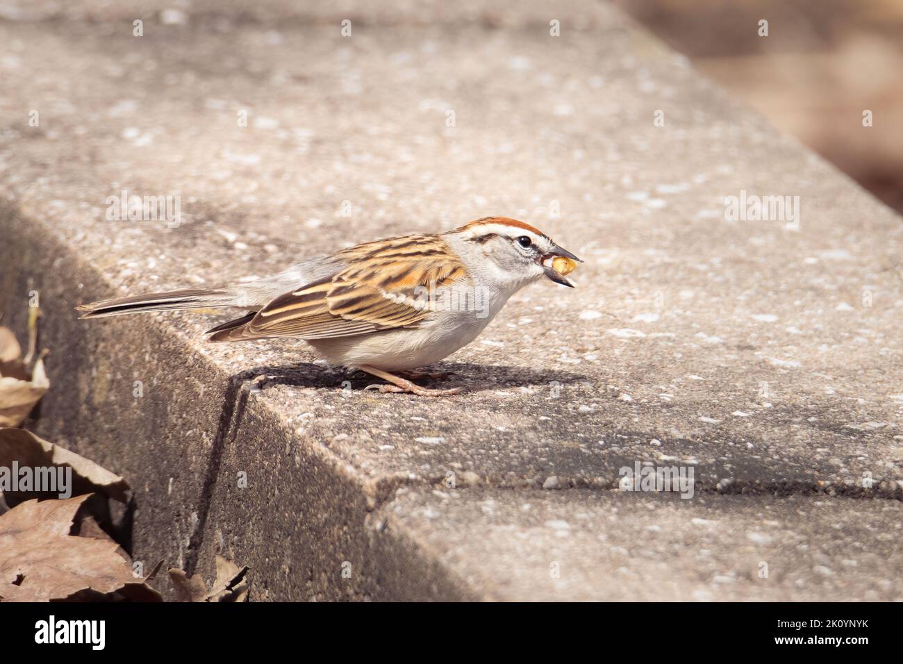 Sparrowbird hi-res stock photography and images - Alamy