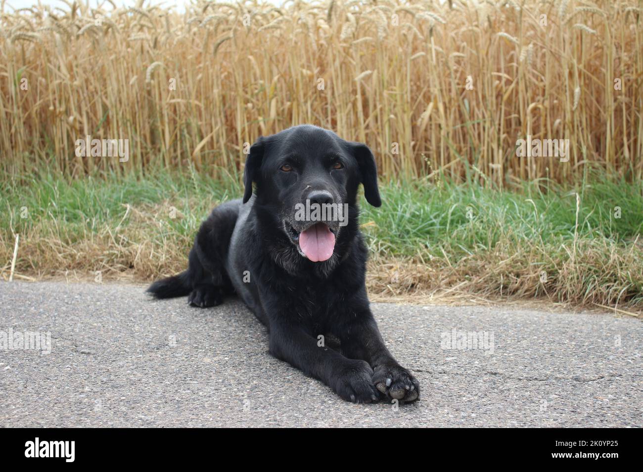Black Labrador Retriever photography. Pet in the Nature. Daylight ...