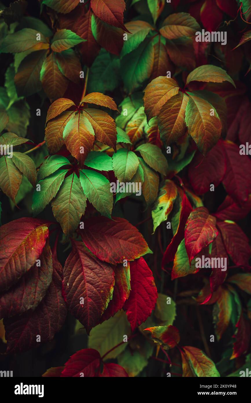 Colorful nature backgrounds with autumn leaves. Nature background mixed ...