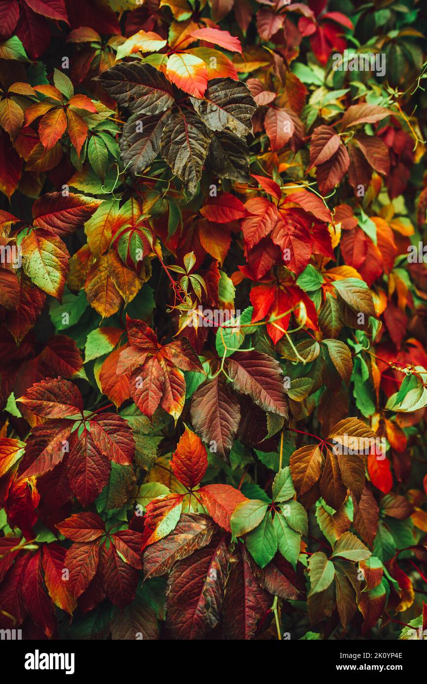 Colorful nature backgrounds with autumn leaves. Nature background mixed ...