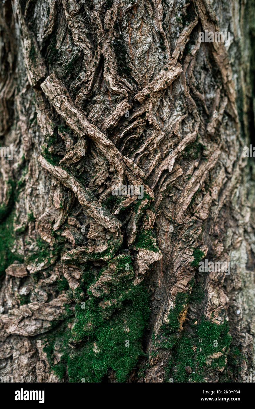 Roughness of bark hi-res stock photography and images - Alamy