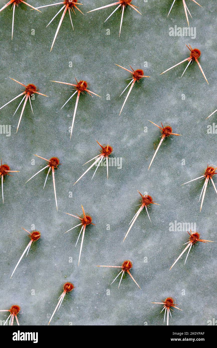 Closeup of spines on cactus, background cactus with spines Stock Photo ...