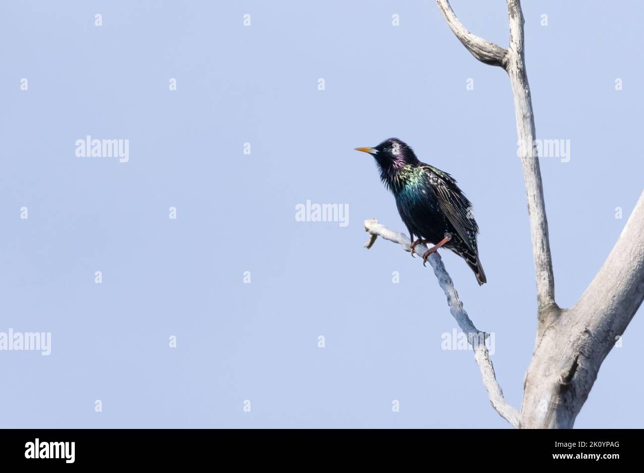 Colorful European starling bird perched on a tree with clear blue sky ...