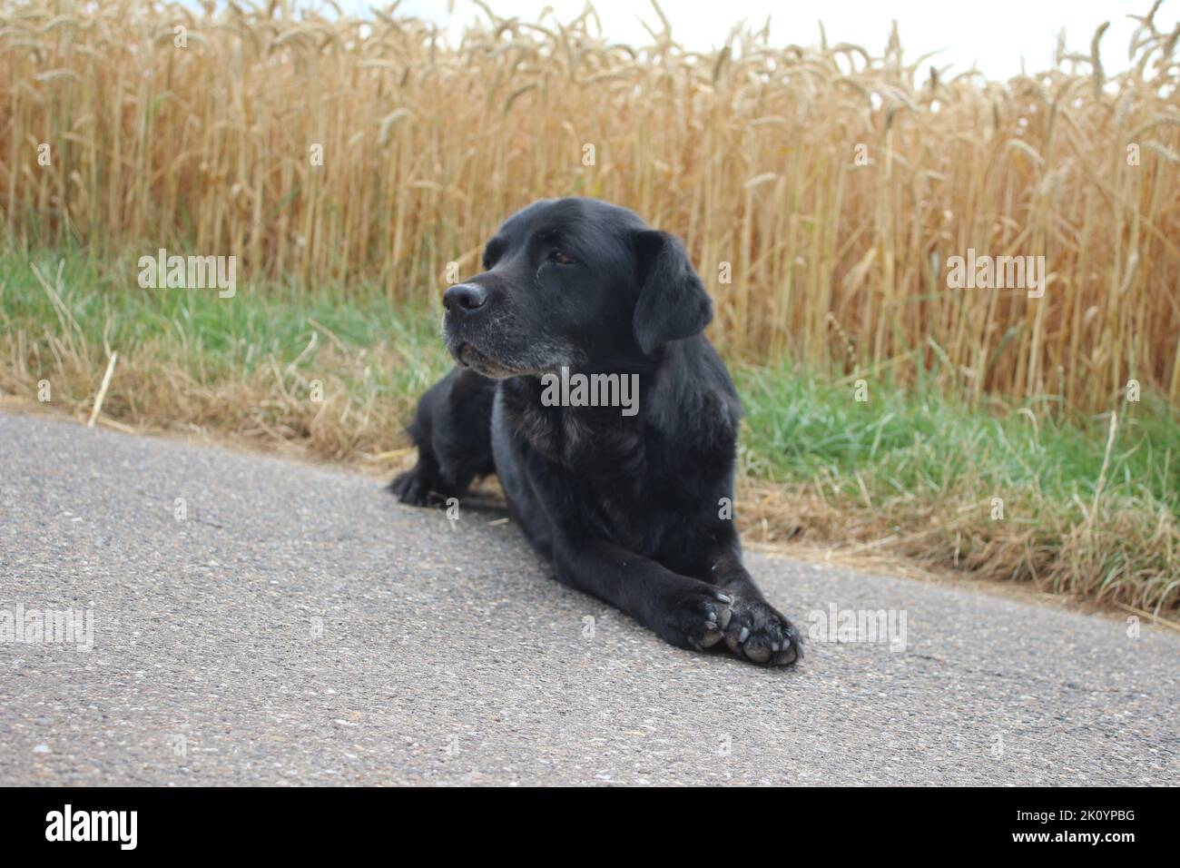 Black Labrador Retriever photography. Pet in the Nature. Daylight ...