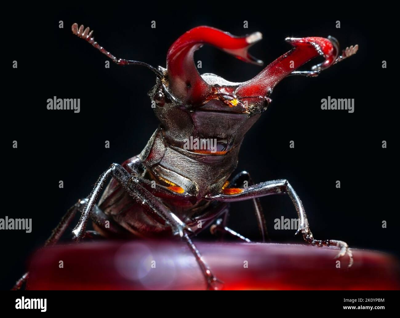 Incredible beetles hi-res stock photography and images - Alamy